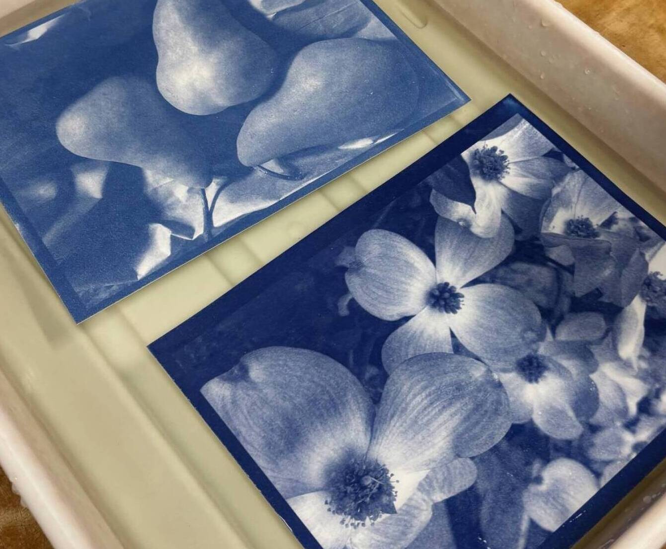 Intro to Cyanotype Printing & Toning with Botanicals - Kala Art Institute